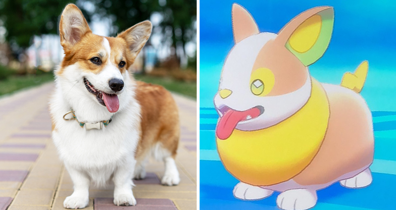 เจ้าหมาเตี้ยจอมทะเล้น “คอร์กี้” ได้เข้าไปแจกความน่ารักต่อในเกม “โปเก ...