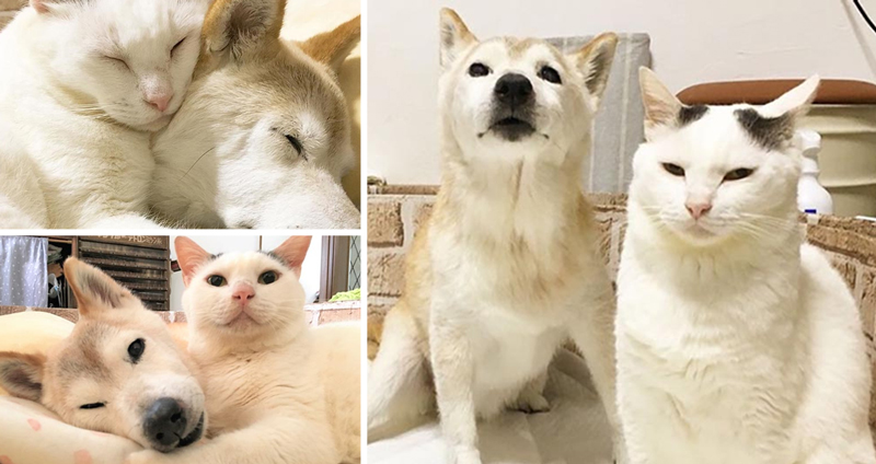 เชิญพบเรื่องราว ของแมว Ku ผู้อยู่ดูแลหมาความจำเสื่อม Shino จนลมหายใจ ...