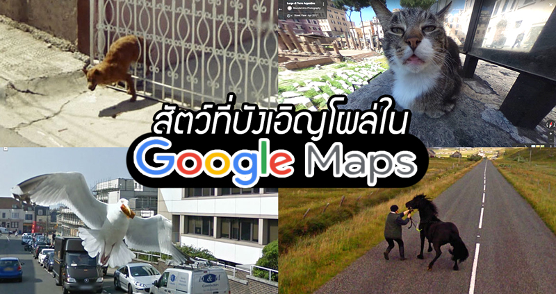 รวม 20 ความน่ารัก เมื่อเปิดชมวิวบน Google Map แล้วบังเอิญเจอสัตว์โผล่มาจ๊ะเอ๋ | CatDumb Animal