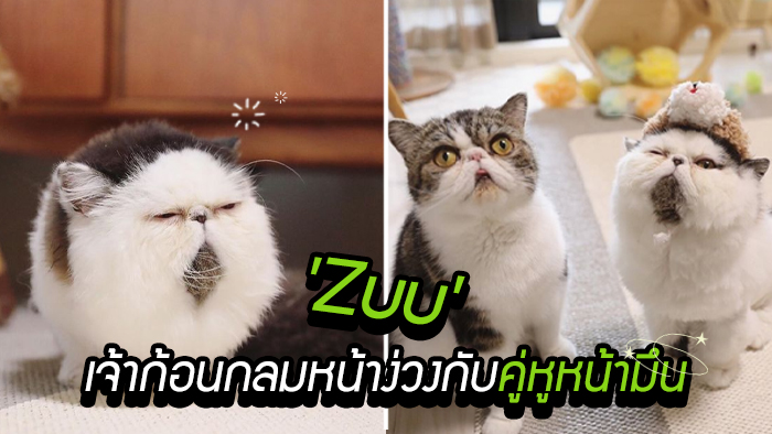พบกับ ‘Zuu’ ก้อนกลมหน้าง่วงพร้อมคู่หูหน้ามึน ไม่ได้ขายขำ แต่คนฮากระจาย ...