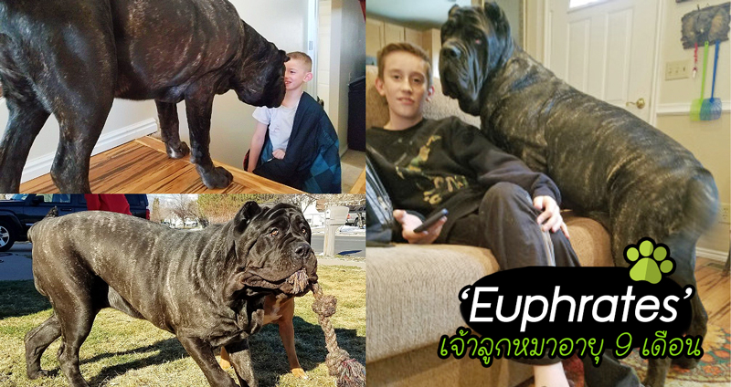 พบกับเจ้า ‘Euphrates’ หมายักษ์ตัวโต๊โต มองยังไงก็ไม่น่าเชื่อว่ามันเป็น ...