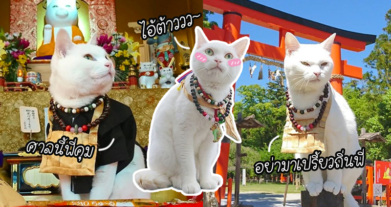 ‘Koyuki’ หัวหน้าพระเหมียวของศาลเจ้าแมวในญี่ปุ่น คอยทักทายญาติโยมด้วยสี ...