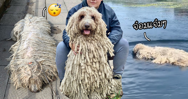 เจ้าหมาขนไม้ม้อบดังใหญ่ หลังคลิปวิดีโอตอนว่ายน้ำของมัน ติดกระแสไวรัล ...