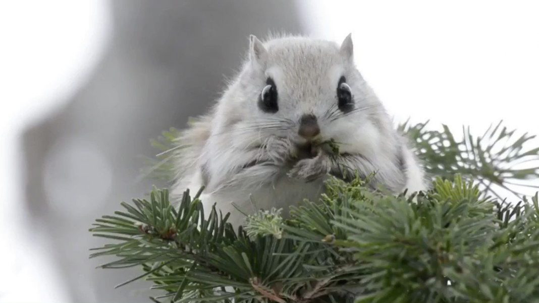 พบกับ ‘Ezo momonga’ กระรอกบินพันธุ์หายาก รูปร่างกลมดิ๊ก พบได้เฉพาะใน ...