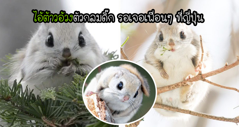 พบกับ ‘Ezo momonga’ กระรอกบินพันธุ์หายาก รูปร่างกลมดิ๊ก พบได้เฉพาะใน ...