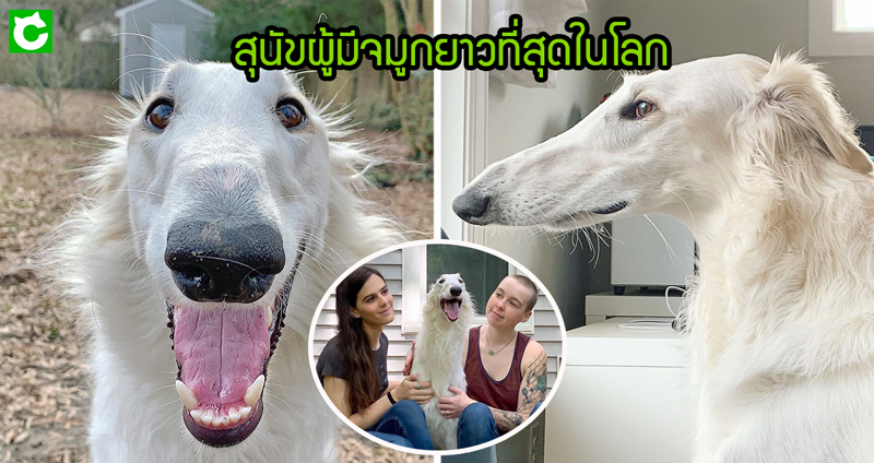 พบกับ “Eris” สุนัขบอร์ซอยผู้มีจมูกยาวที่สุดในโลก มาพร้อมความสดใสจนมีแฟน ...