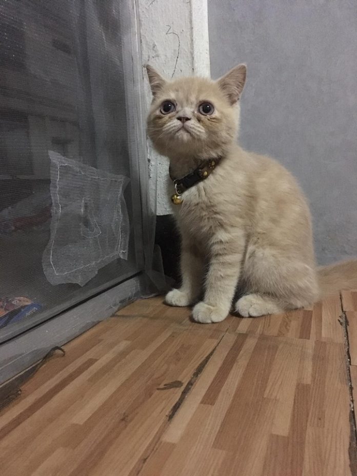 “มีโชค” แมวหน้าหักขี้อ้อนและขี้งอนเป็นที่หนึ่ง ในใจของทาสต้องมีมันเพียง ...