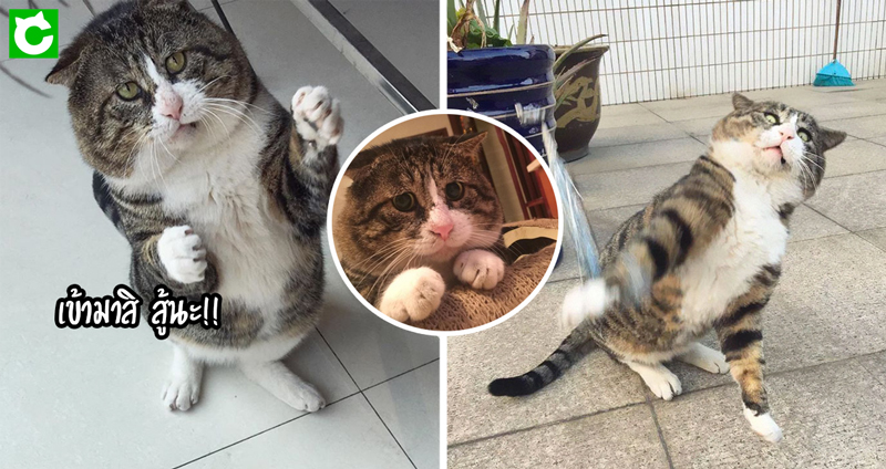 พบกับ “Ah Fei” แมวอ้วนจอมดราม่า จะทำอะไรต้องเล่นหน้าเล่นตา แอคติ้งโอ ...